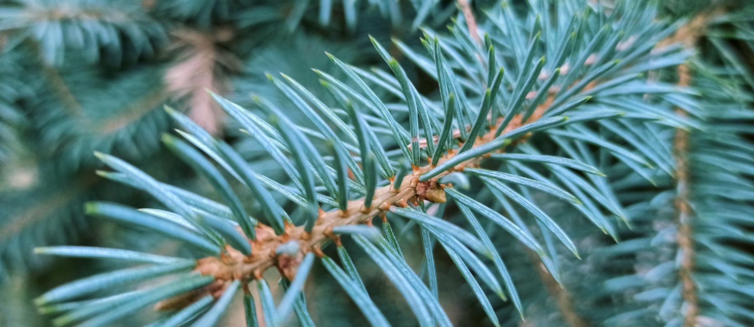 Quel bois est le douglas ? | Dispano